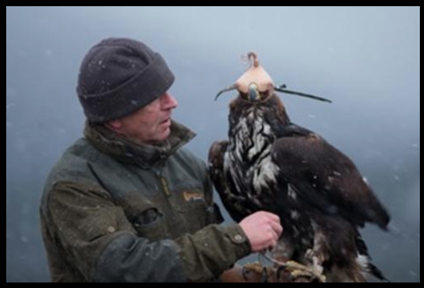 REVEALED: English Wild Peregrine Falcons to be captured and bred for ...